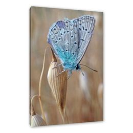 Pixxprint Leinwandbild Schmetterling auf Blume Natur Tier