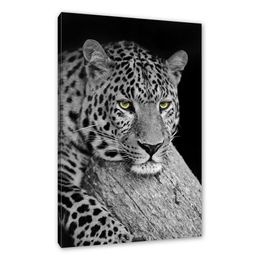 Pixxprint Leinwandbild ruhender Leopard