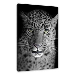 Pixxprint Leinwandbild wunderschöner stolzer Leopard