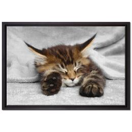 Pixxprint Leinwandbild schlafende Katze mit großen Ohren
