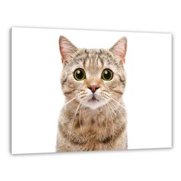 Pixxprint Leinwandbild Katze Scottish Straight