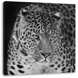 Pixxprint Leinwandbild Prächtiger Leopard