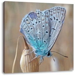 Pixxprint Leinwandbild Schmetterling auf Blume Natur Tier