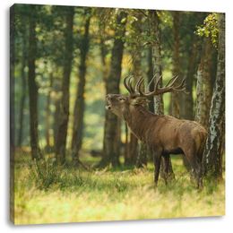 Pixxprint Leinwandbild Hirsch im Wald