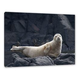 Pixxprint Leinwandbild Robbe entspannt auf Felsen