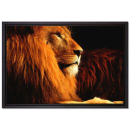 Pixxprint Leinwandbild Majestätischer stolzer Löwe