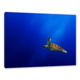 Pixxprint Leinwandbild Alte Schildkröte im Meer