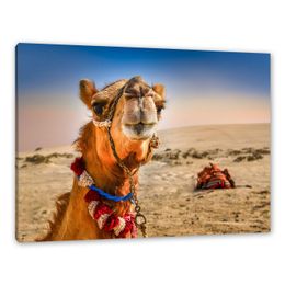 Pixxprint Leinwandbild Lustiges Kamel in Wüste