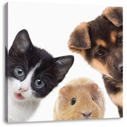 Pixxprint Leinwandbild Trio Hund Katze Meerschwein