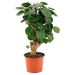 toom Fiederaralie 'Fabian' verzweigt 12 cm Topf