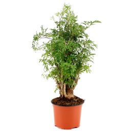 toom Fiederaralie 'Hawaiiana Ming' verzweigt 12 cm Topf