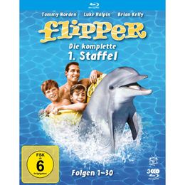 Alive Flipper - Staffel 1 (Blu-ray)