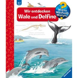 RAVENSBURGER VERLAG Wir entdecken Wale und Delfine / Wieso? Weshalb? Warum? Bd.41 - Doris Rübel, Pappband