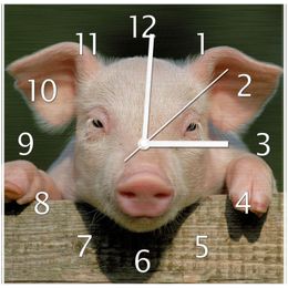 Wallario Wanduhr Süßes Ferkel auf dem Bauernhof in Nahaufnahme (Aluverbunduhr), schwarz, mit weißen Zeigern