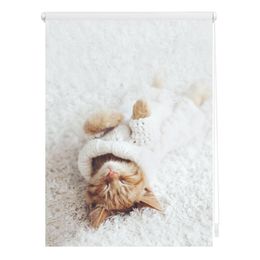 LICHTBLICK Rollo Klemmfix, ohne Bohren, Verdunkelung, Sleepy Cat - Wei&szlig;