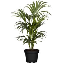 Kentiapalme 17 cm Topf