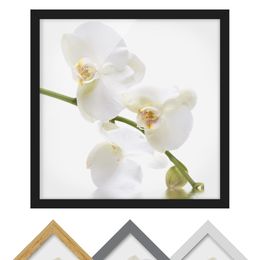 Blumen Bild mit Rahmen White Orchid Waters