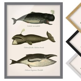 Bilderwelten Bild mit Rahmen Tiere grau Vintage inkl. Rahmung - Drei Vintage Wale - Retro Wohnzimmer Schlafzimmer