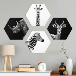 Bilderwelten Hexagon-Wandbild - Safari Quartett Alu-Dibond 4 teiliges Set, Bilderwand Kunstdruck mehrteilig Fotografie Wohnzimmer Schlafzimmer
