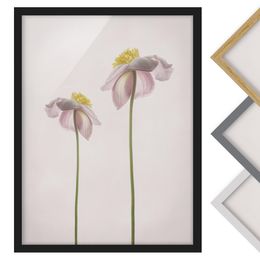 Blumen Bild mit Rahmen Rosa Anemonenbl&uuml;ten