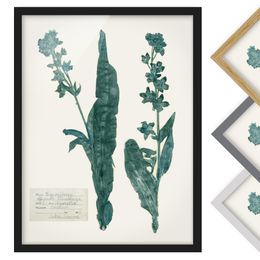 Blumen Bild mit Rahmen Gepresste Blumen Hundszunge