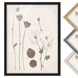Bilderwelten Bild mit Rahmen originell beige Vintage inkl. Rahmung - Herbarium in rosa IV - Pflanzen Wohnzimmer Schlafzimmer