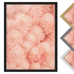 Bilderwelten Bild mit Rahmen Rosa Bl&uuml;tenzauber Sedum - gerahmte Wandbilder Print Botanik Tropical Blumen Floral Wohnzimmer Schlafzimmer Bad Badezimmer K&uuml;che Flur