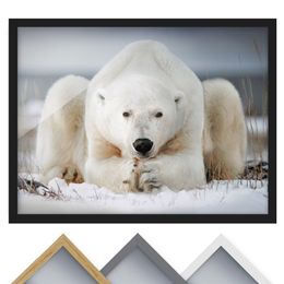 Bilderwelten Bild mit Rahmen Tiere weiss Motiv inkl. Rahmung - Nachdenklicher Eisb&auml;r - B&auml;r Wohnzimmer Schlafzimmer