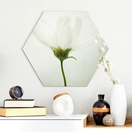 Bilderwelten Alu-Dibond Bild Hexagon Blumen weiss Motiv - Wei&szlig;e Cosmea - Deko Wohnzimmer Schlafzimmer