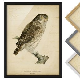 Bilderwelten Bild mit Rahmen Tiere braun Vintage inkl. Rahmung - Vintage Zeichnung Sperlingskauz - Retro Wohnzimmer Schlafzimmer