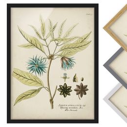 Bilderwelten Bild mit Rahmen Blumen blau Vintage inkl. Rahmung - Vintage Botanik in Blau Sternanis - Pflanzen Wohnzimmer Schlafzimmer