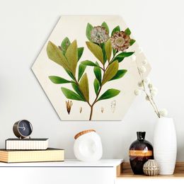 Bilderwelten Hexagon-Wandbild - Laubbaum Schautafel V Alu-Dibond Kunstdruck Botanik & Tropical Wohnzimmer Schlafzimmer
