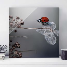 Glasbild Tiere Marienkäfer auf Hortensie