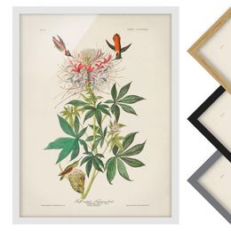 Bilderwelten Bild mit Rahmen Blumen bunt Vintage inkl. Rahmung - Vintage Lehrtafel Allenkolibris - Retro Wohnzimmer Schlafzimmer