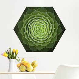 Hexagon-Alu-Dibond Bild Mandala Sukkulente
