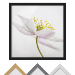 Bilderwelten Bild mit Rahmen Blumen weiss Motiv inkl. Rahmung - Nemorosa - Deko Wohnzimmer Schlafzimmer
