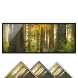 Bilderwelten Bild mit Rahmen Wald einzigartig Motiv inkl. Rahmung - Redwood National Park - B&auml;ume Wohnzimmer Schlafzimmer