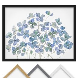 Bilderwelten Bild mit Rahmen Blumen blau Landhaus Aquarell - Blaue Hortensienbl&uuml;ten - Deko Wohnzimmer Schlafzimmer
