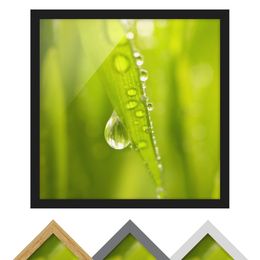 Bilderwelten Bild mit Rahmen einzigartig Tropisch inkl. Rahmung - Morning Dew - Deko Wohnzimmer Schlafzimmer