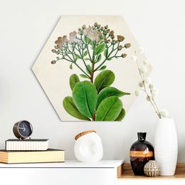 Bilderwelten Hexagon-Wandbild - Laubbaum Schautafel VIII Alu-Dibond Kunstdruck Botanik & Tropical Wohnzimmer Schlafzimmer
