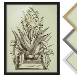 Bild mit Rahmen Vintage Aloe Vera Americana Major