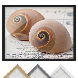 Bild mit Rahmen Muschelduo