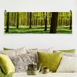 Bilderwelten Panorama Poster Wald Waldwiese - Posterdruck Panorama - Wandbilder & Wandposter bis XXL für Wohnzimmer Schlafzimmer