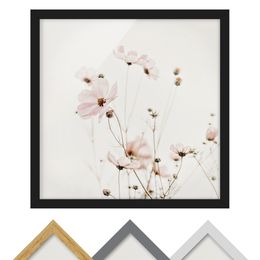 Bild mit Rahmen Cosmea in zarten Cremet&ouml;nen