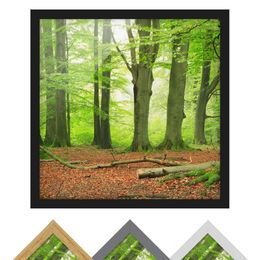 Wald Bild mit Rahmen Mighty Beech Trees