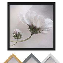 Blumen Bild mit Rahmen Simply Cosmos