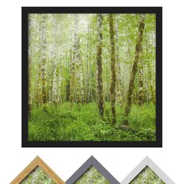 Wald Bild mit Rahmen Hoh Rainforest Olympic National Park
