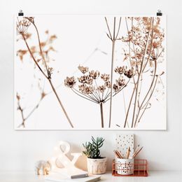 Bilderwelten Poster Blumen braun Motiv matt gl&auml;nzend selbstklebend - Trockenblume im Lichtspiel - Wohnzimmer Schlafzimmer