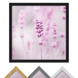 Bild mit Rahmen Zartvioletter Lavendel