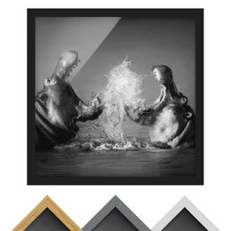 Bilderwelten Bild mit Rahmen Tiere schwarz weiss modern inkl. Rahmung - Hippo Fight - Deko Wohnzimmer Schlafzimmer